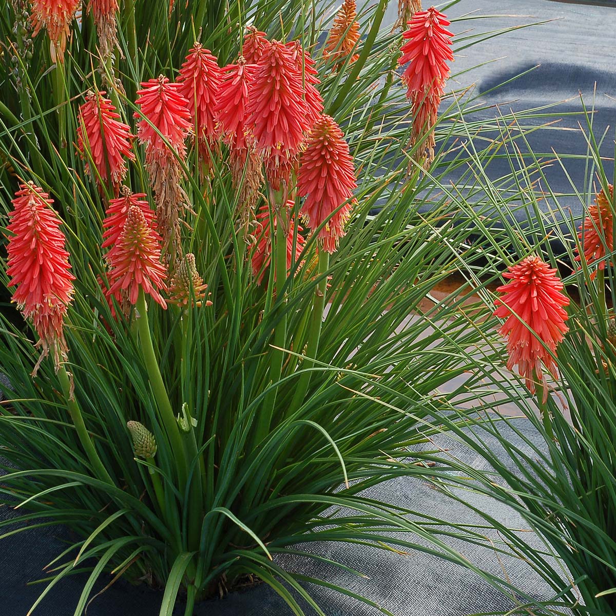 Kniphofia ‘Poco Red’ | TERRA NOVA® Nurseries, Inc.