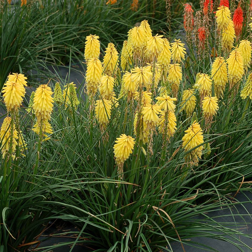 Kniphofia POCO™ ‘Yellow’ | TERRA NOVA® Nurseries, Inc.
