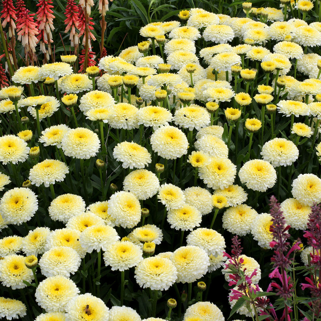 Leucanthemum ‘Luna’ | TERRA NOVA® Nurseries, Inc.
