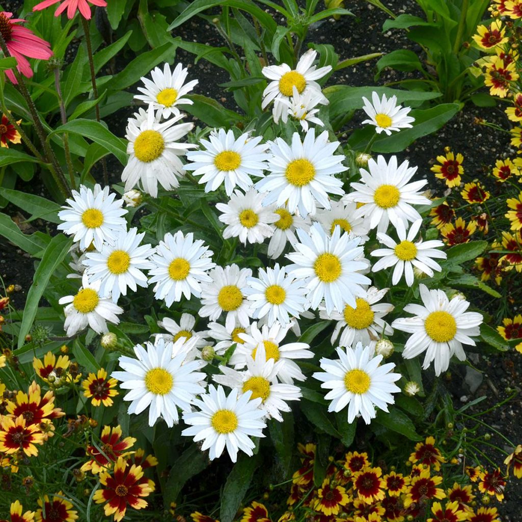Leucanthemum ‘Snowbound’ | TERRA NOVA® Nurseries, Inc.