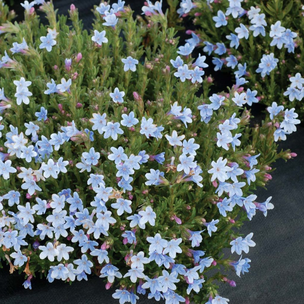 Lithodora ‘Crystal Blue’ | TERRA NOVA® Nurseries, Inc.