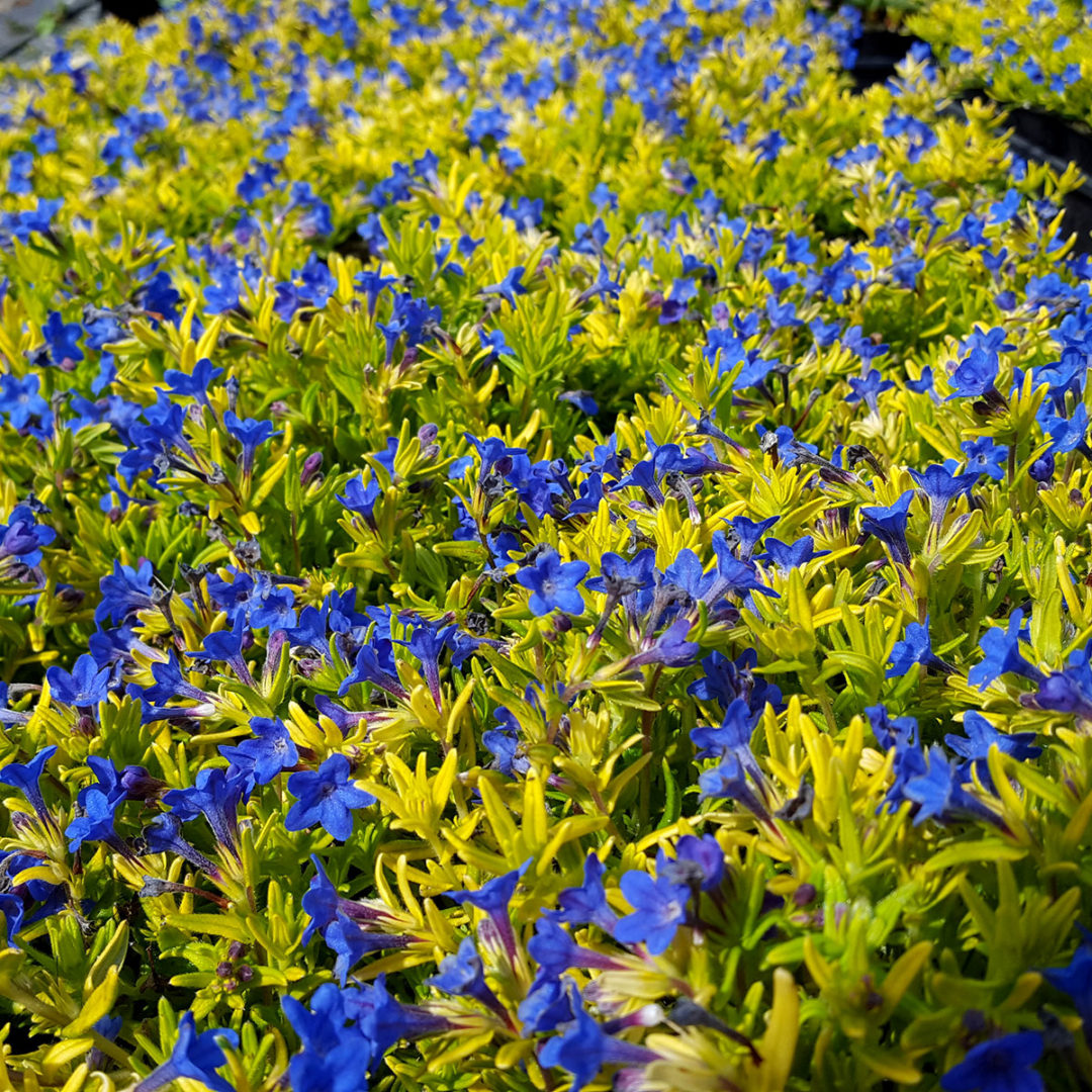 Lithodora ‘Gold ‘n Sapphires’ | TERRA NOVA® Nurseries, Inc.