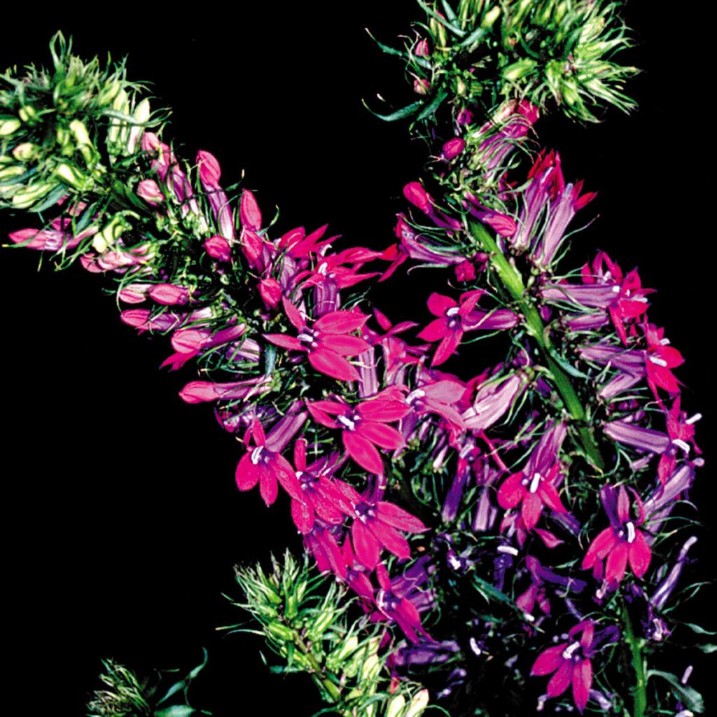 Lobelia ‘Royal Fuchsia’ | TERRA NOVA® Nurseries, Inc.