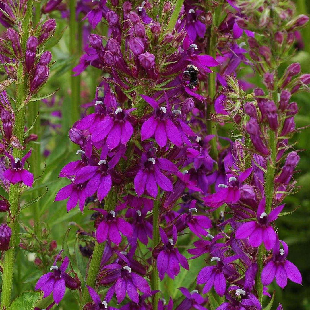 Lobelia ‘Tania’ | TERRA NOVA® Nurseries, Inc.