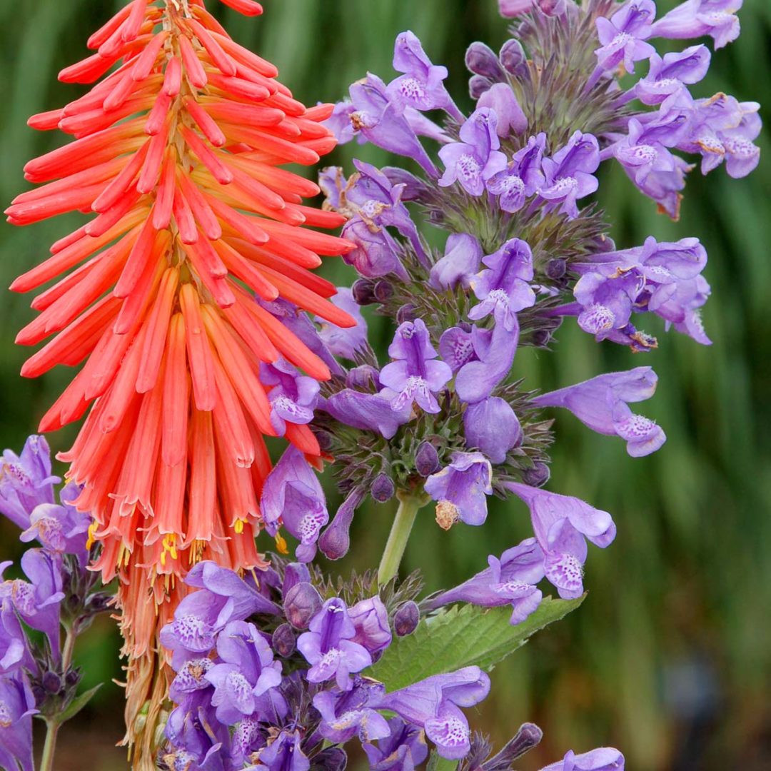 Nepeta ‘Blue Dragon’ | TERRA NOVA® Nurseries, Inc.
