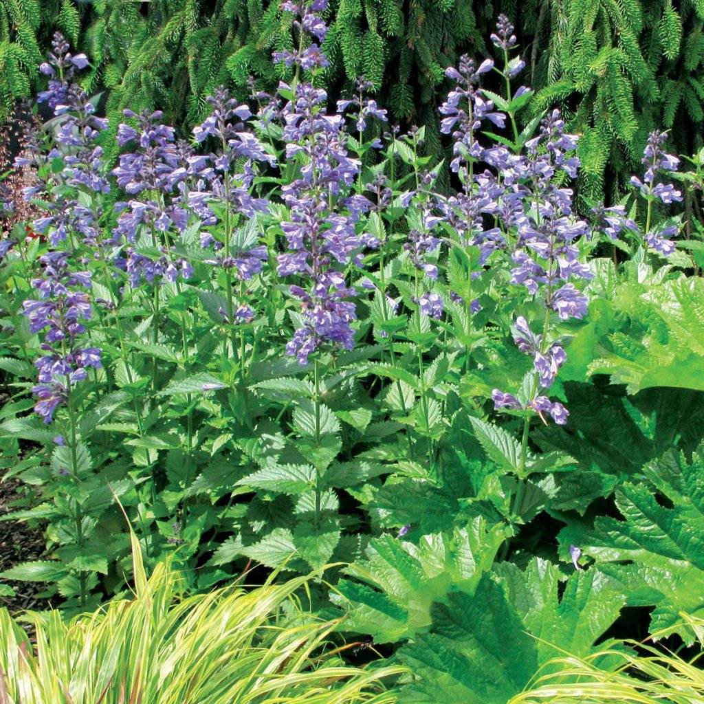 Nepeta ‘Blue Dragon’ | TERRA NOVA® Nurseries, Inc.