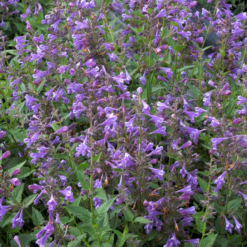 Nepeta ‘Blue Dragon’ | TERRA NOVA® Nurseries, Inc.