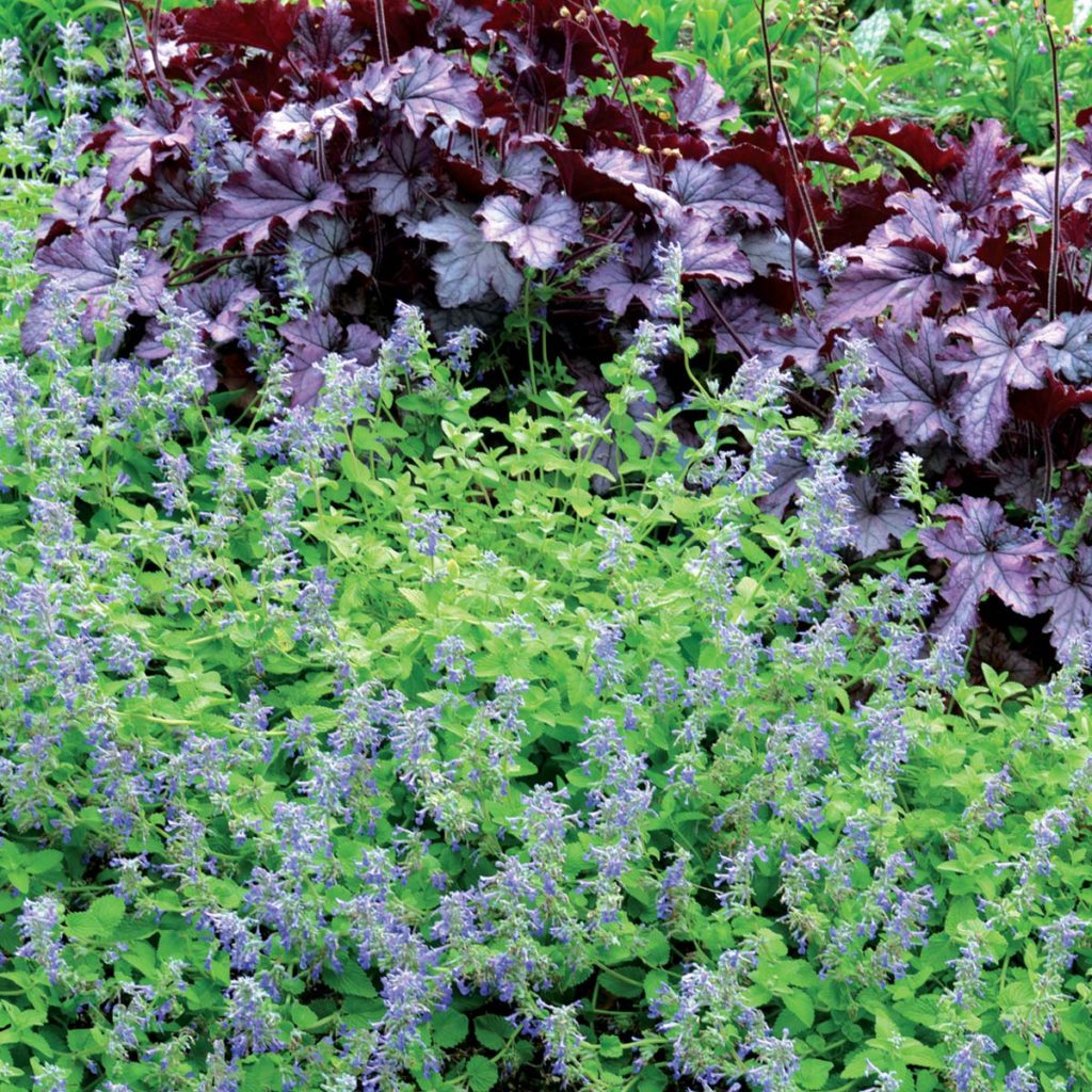 Nepeta ‘Limelight’ | TERRA NOVA® Nurseries, Inc.