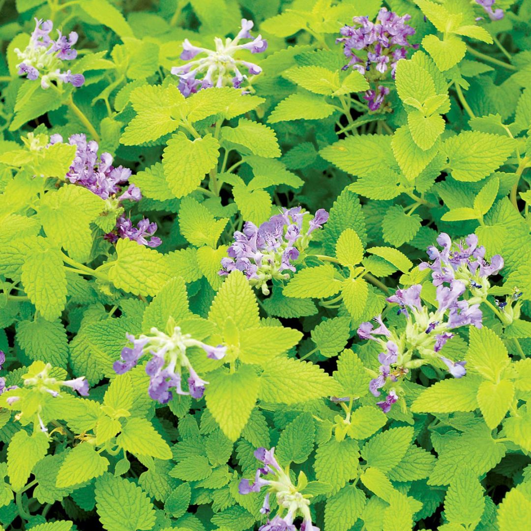 Nepeta ‘Limelight’ | TERRA NOVA® Nurseries, Inc.