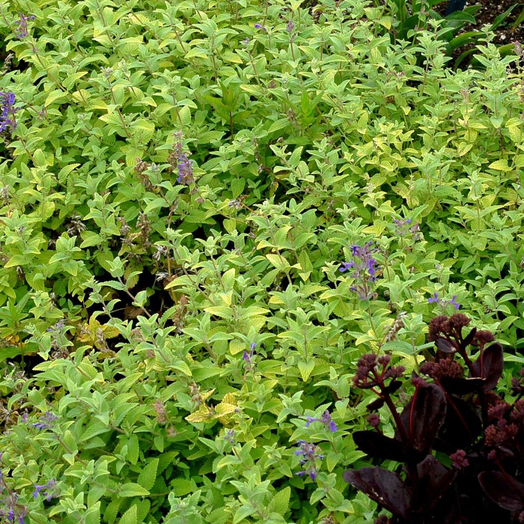 Nepeta ‘Limelight’ | TERRA NOVA® Nurseries, Inc.