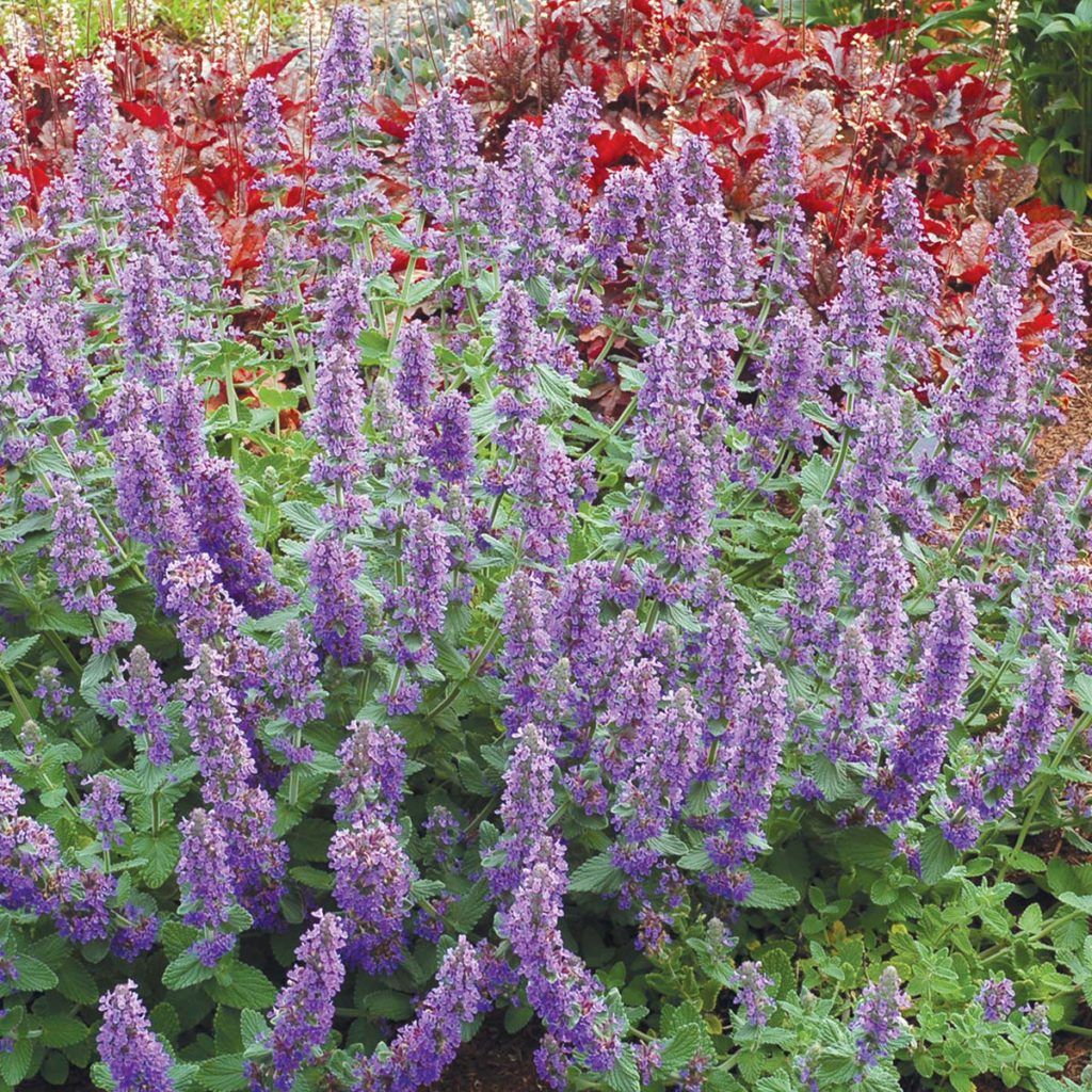 Nepeta ‘Purple Haze’ | TERRA NOVA® Nurseries, Inc.