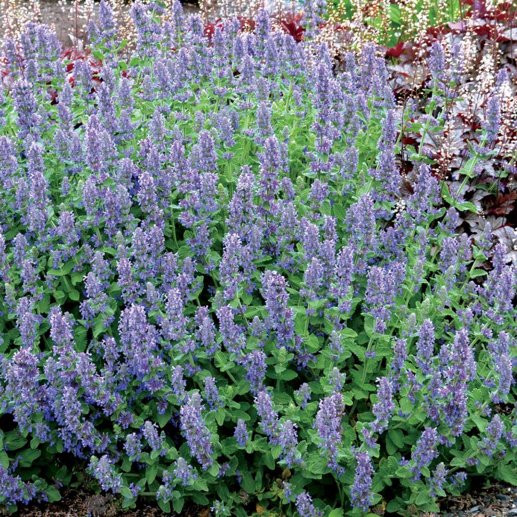 Nepeta ‘Purple Haze’ | TERRA NOVA® Nurseries, Inc.
