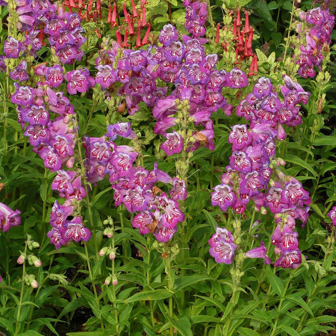 Penstemon ‘Blueberry Taffy’ | TERRA NOVA® Nurseries, Inc.
