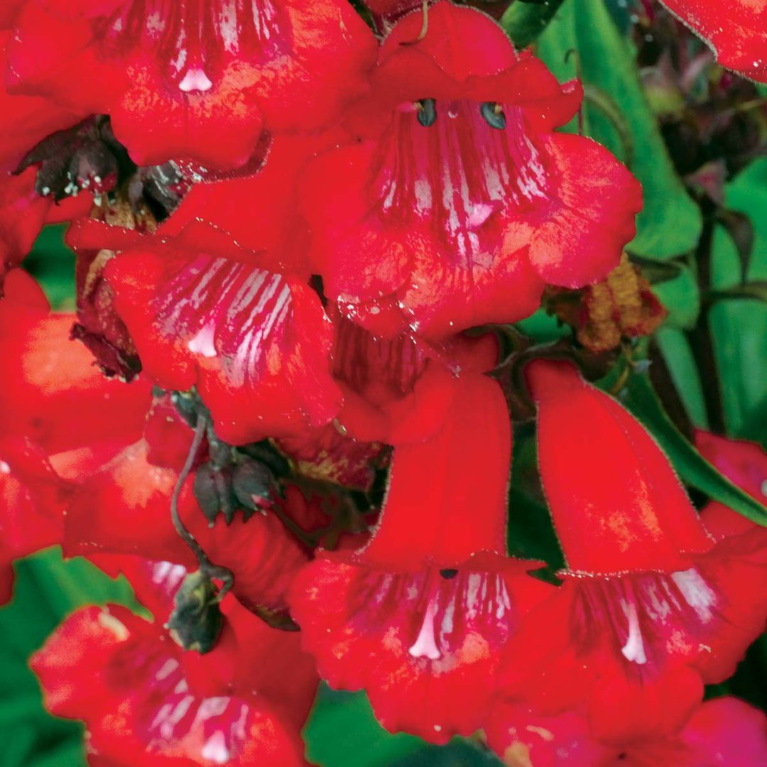 Penstemon CHA CHA™ ‘Cherry’ | TERRA NOVA® Nurseries, Inc.