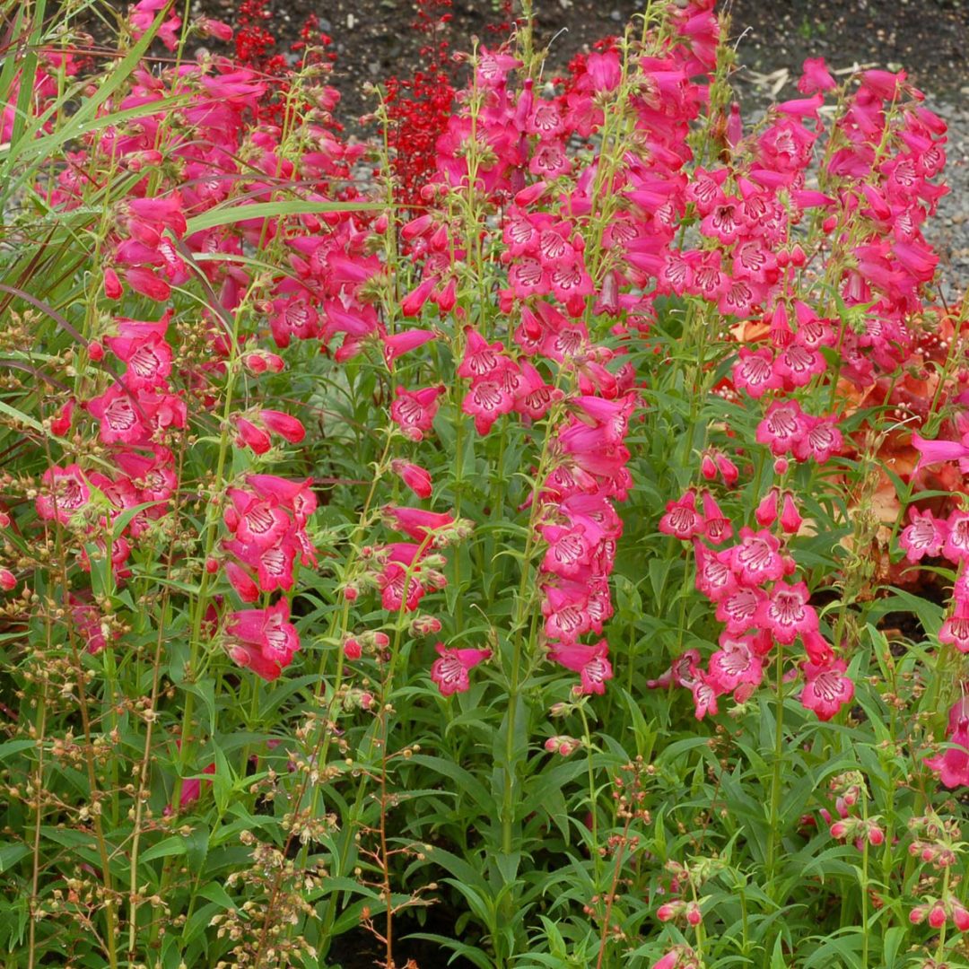 Penstemon CHA CHA™ Series | TERRA NOVA® Nurseries, Inc.