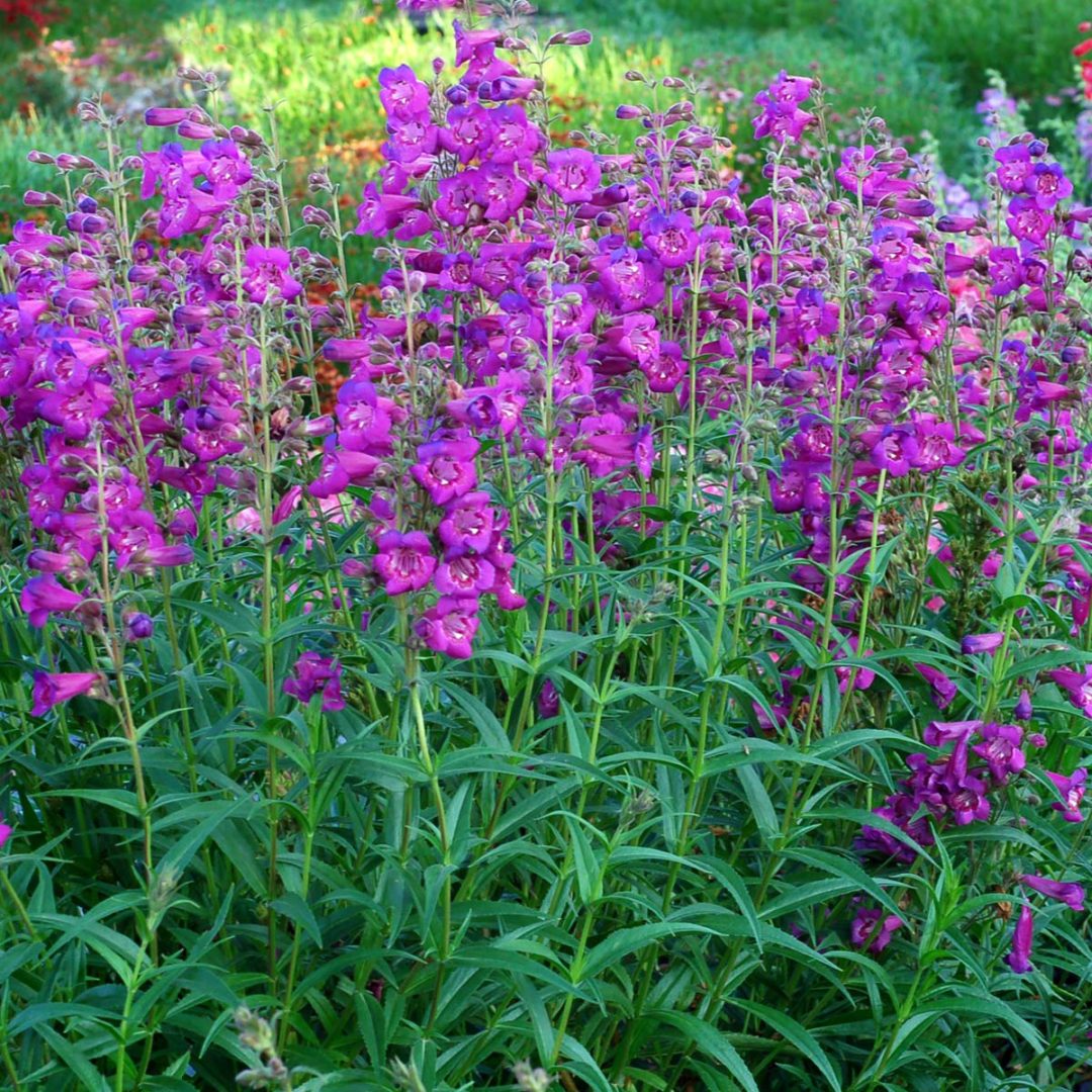 Penstemon CHA CHA™ ‘Purple’ | TERRA NOVA® Nurseries, Inc.