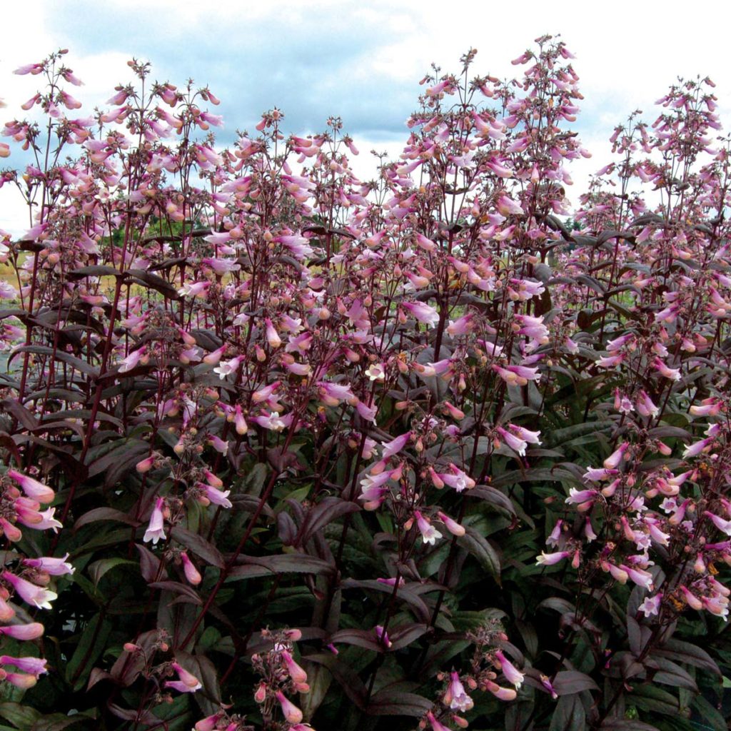 Penstemon ‘Dark Towers’ | TERRA NOVA® Nurseries, Inc.