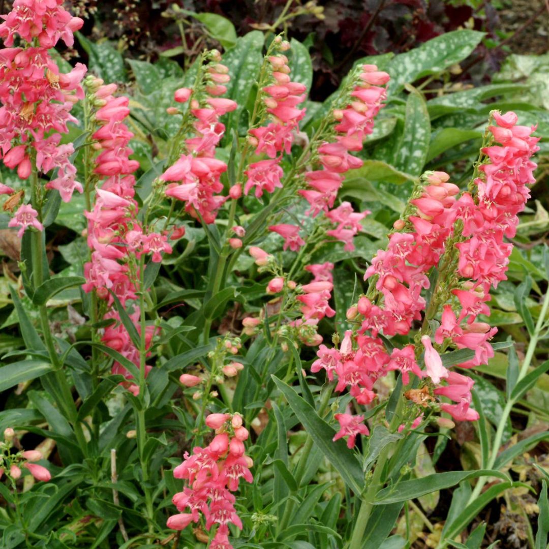 Penstemon ‘Pink Chablis’ | TERRA NOVA® Nurseries, Inc.