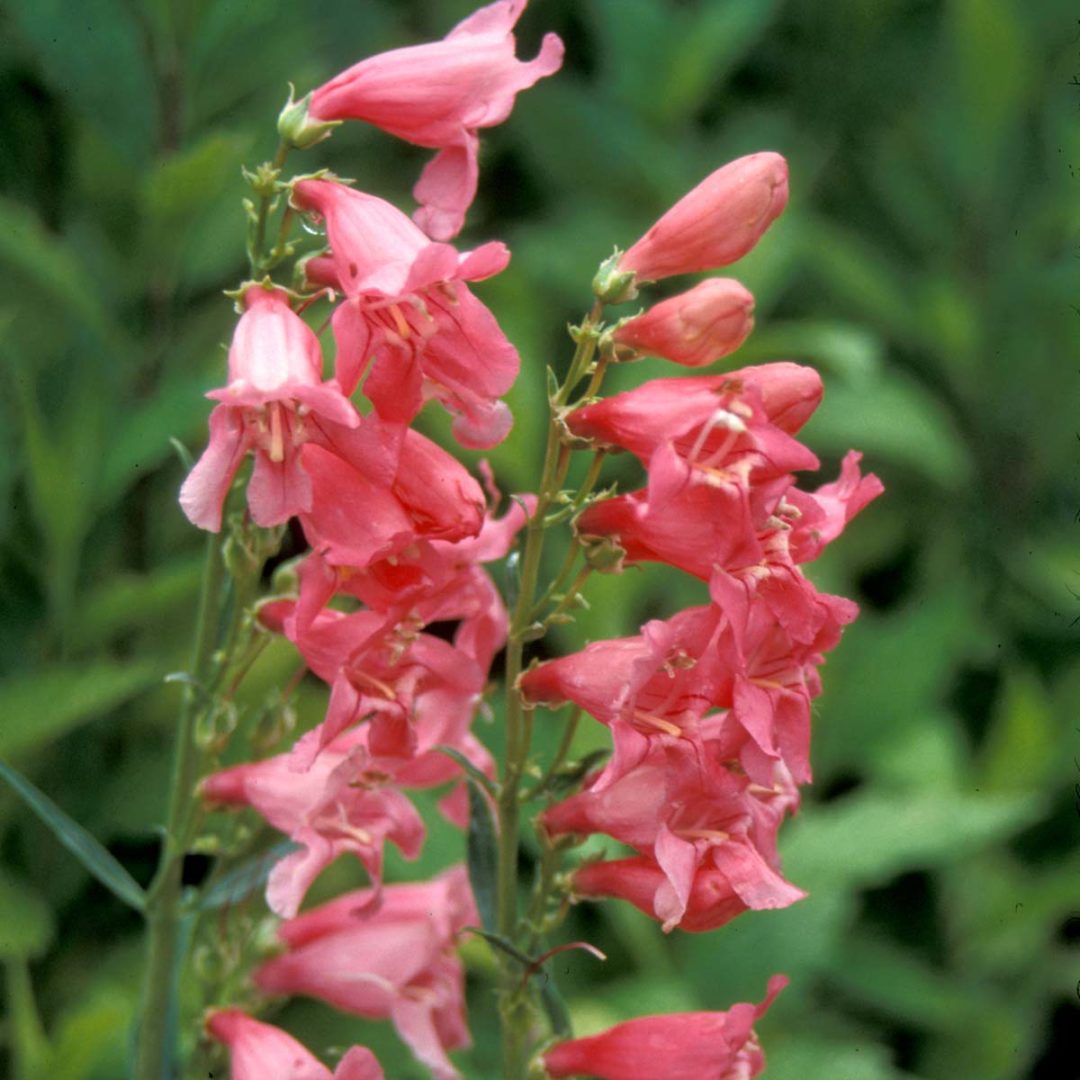 Penstemon ‘Pink Chablis’ | TERRA NOVA® Nurseries, Inc.