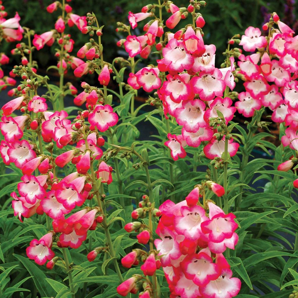Penstemon ‘Watermelon Taffy’ | TERRA NOVA® Nurseries, Inc.