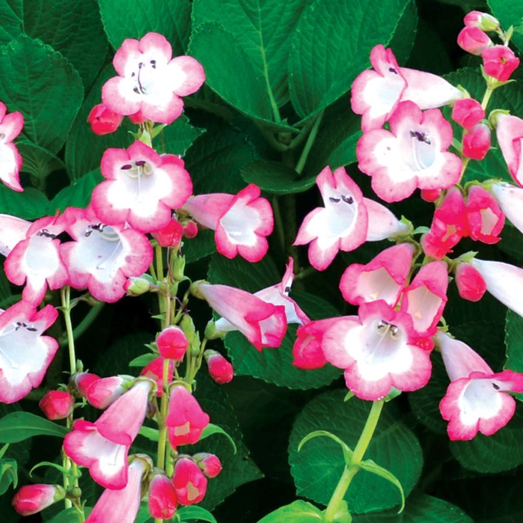 Penstemon ‘Watermelon Taffy’ | TERRA NOVA® Nurseries, Inc.
