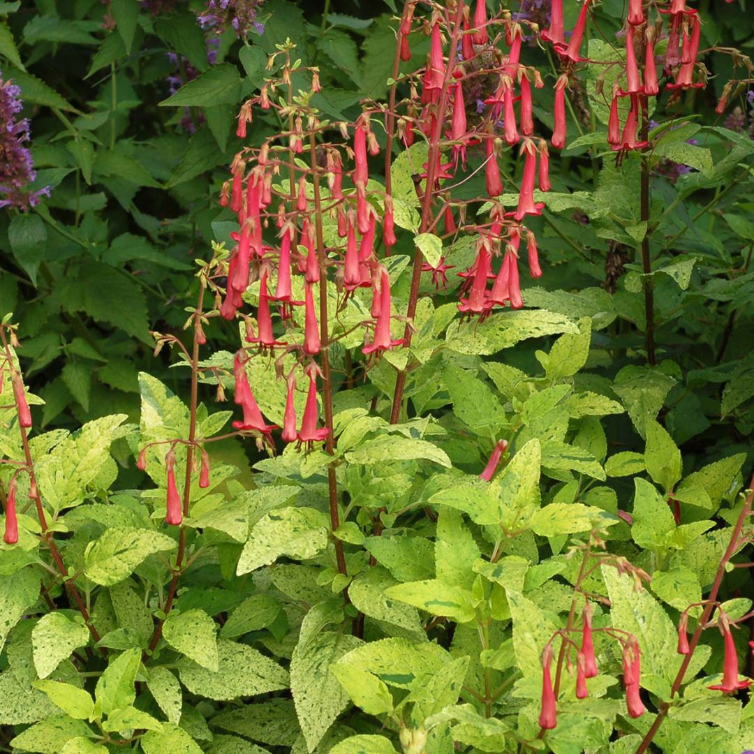 Phygelius ‘Lemon Spritzer’ | TERRA NOVA® Nurseries, Inc.