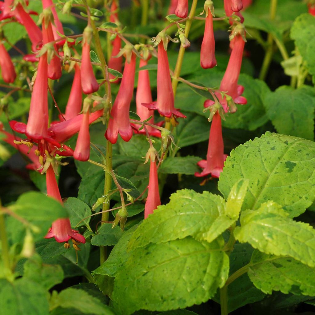Phygelius ‘Lemon Spritzer’ | TERRA NOVA® Nurseries, Inc.