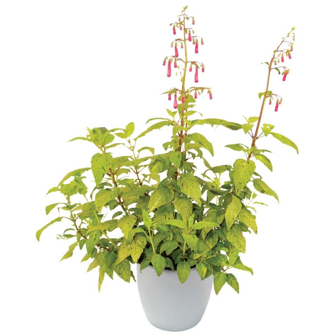 Phygelius ‘Lemon Spritzer’ | TERRA NOVA® Nurseries, Inc.