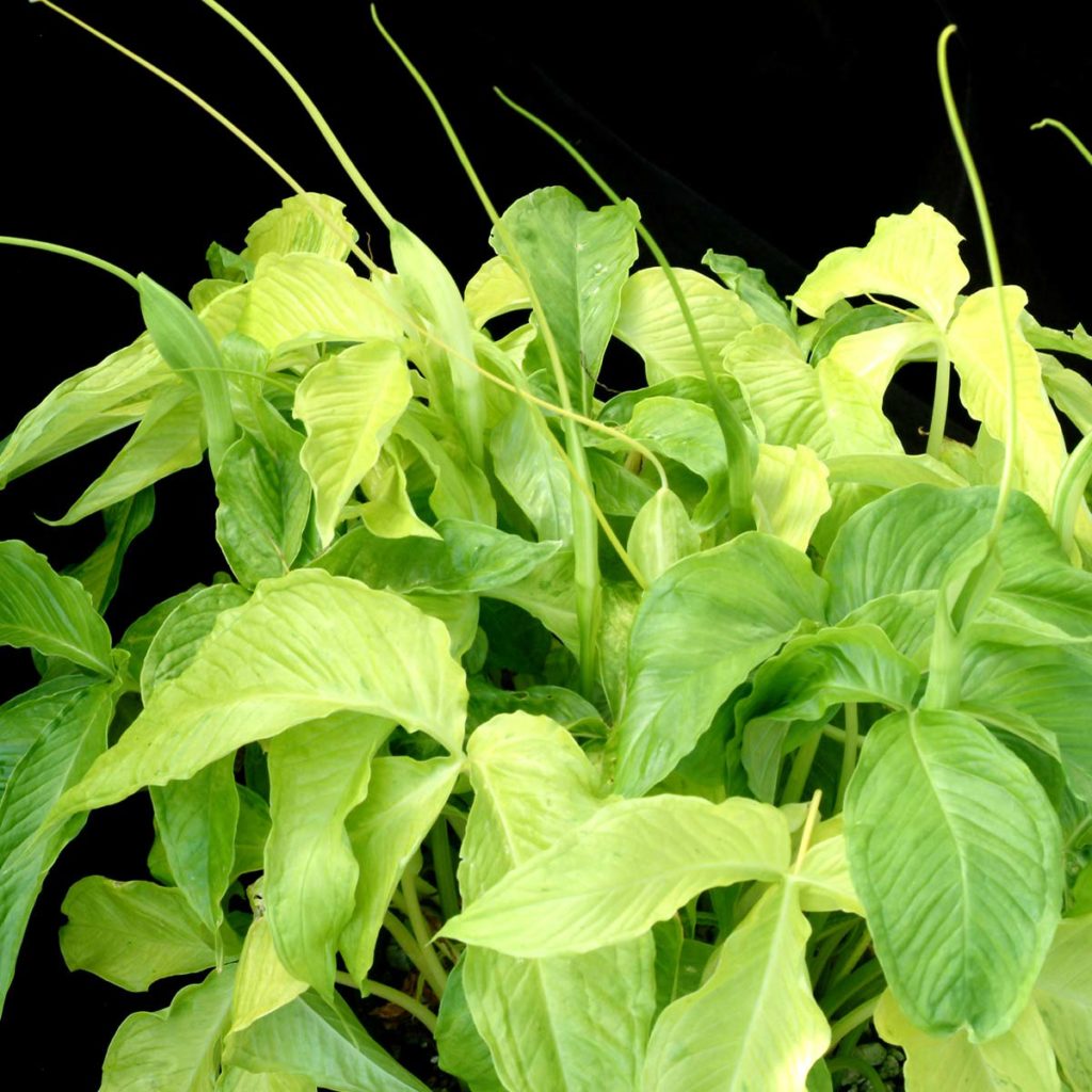 Pinellia ‘Dragon Tails’ | TERRA NOVA® Nurseries, Inc.