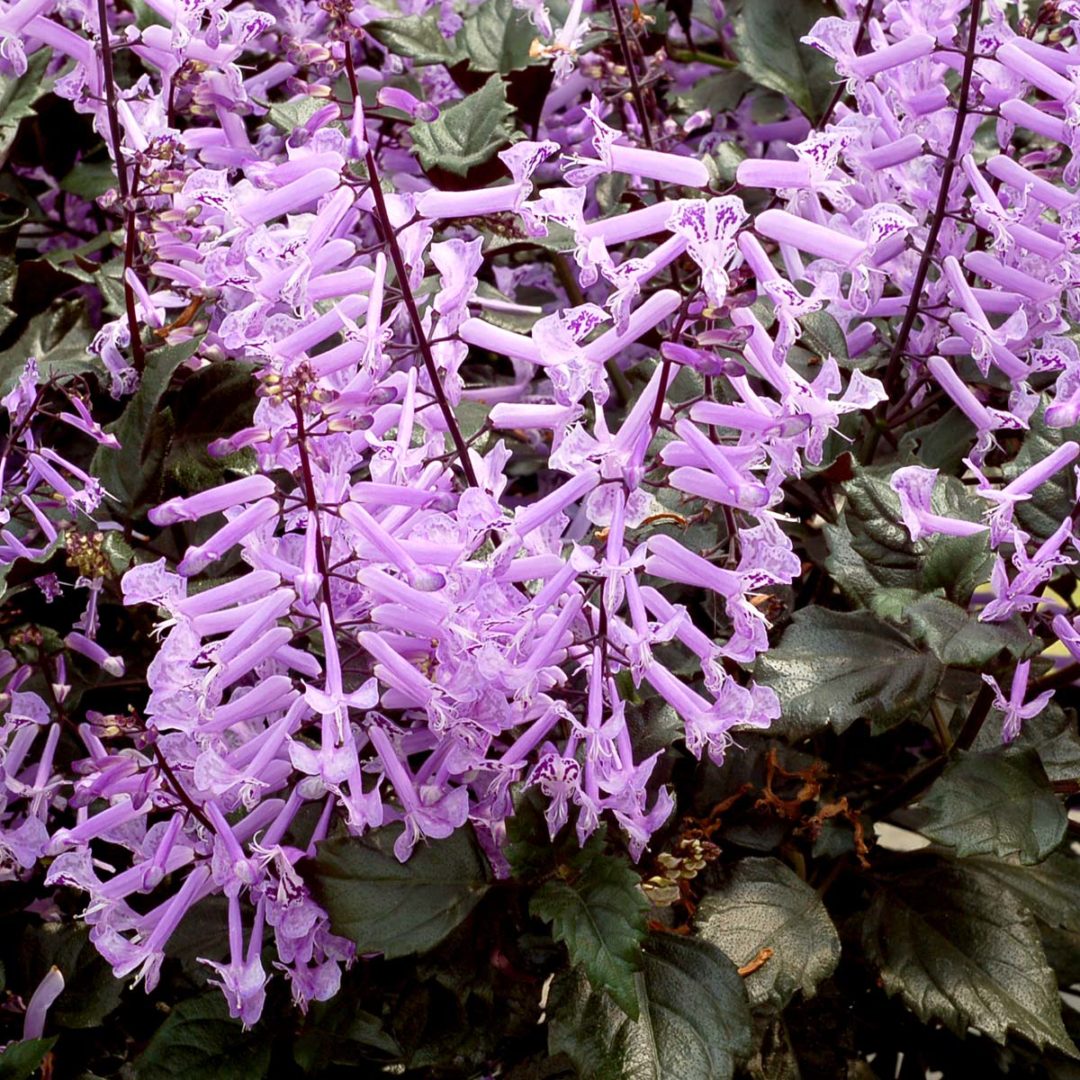Plectranthus ‘Velvet Elvis’ | TERRA NOVA® Nurseries, Inc.