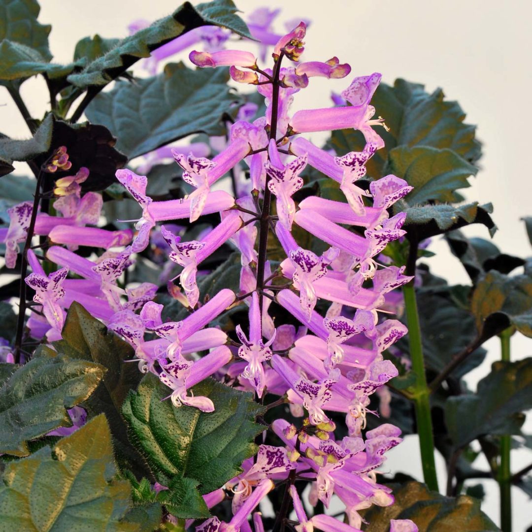Plectranthus ‘Velvet Elvis’ | TERRA NOVA® Nurseries, Inc.