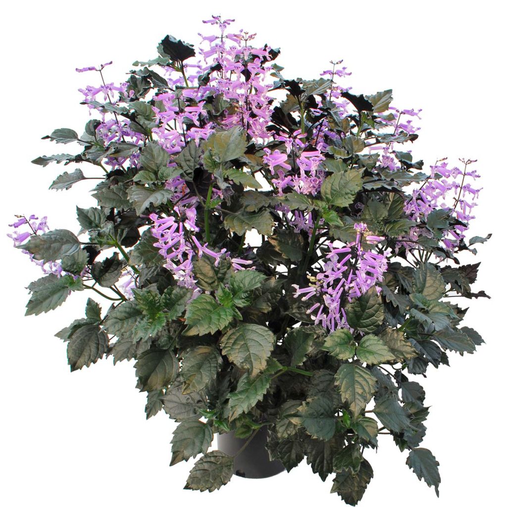 Plectranthus ‘Velvet Elvis’ | TERRA NOVA® Nurseries, Inc.