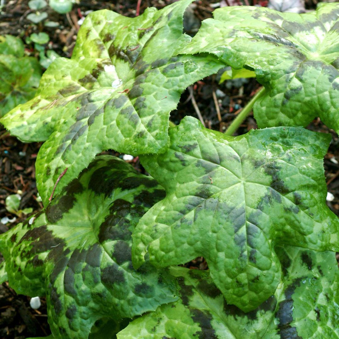 Podophyllum ‘Kaleidoscope’ | TERRA NOVA® Nurseries, Inc.