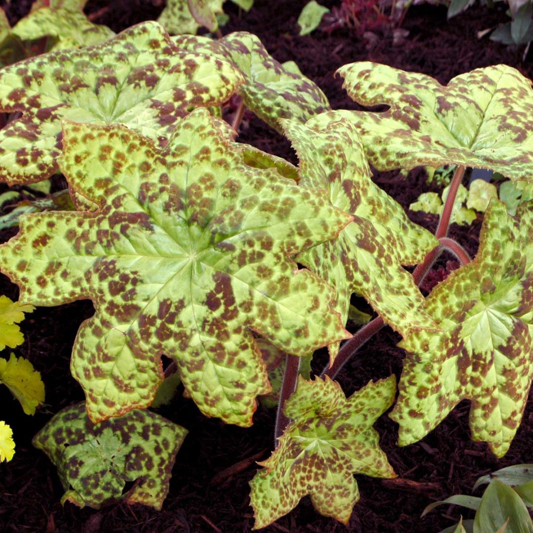 Podophyllum ‘Spotty Dotty’ | TERRA NOVA® Nurseries, Inc.