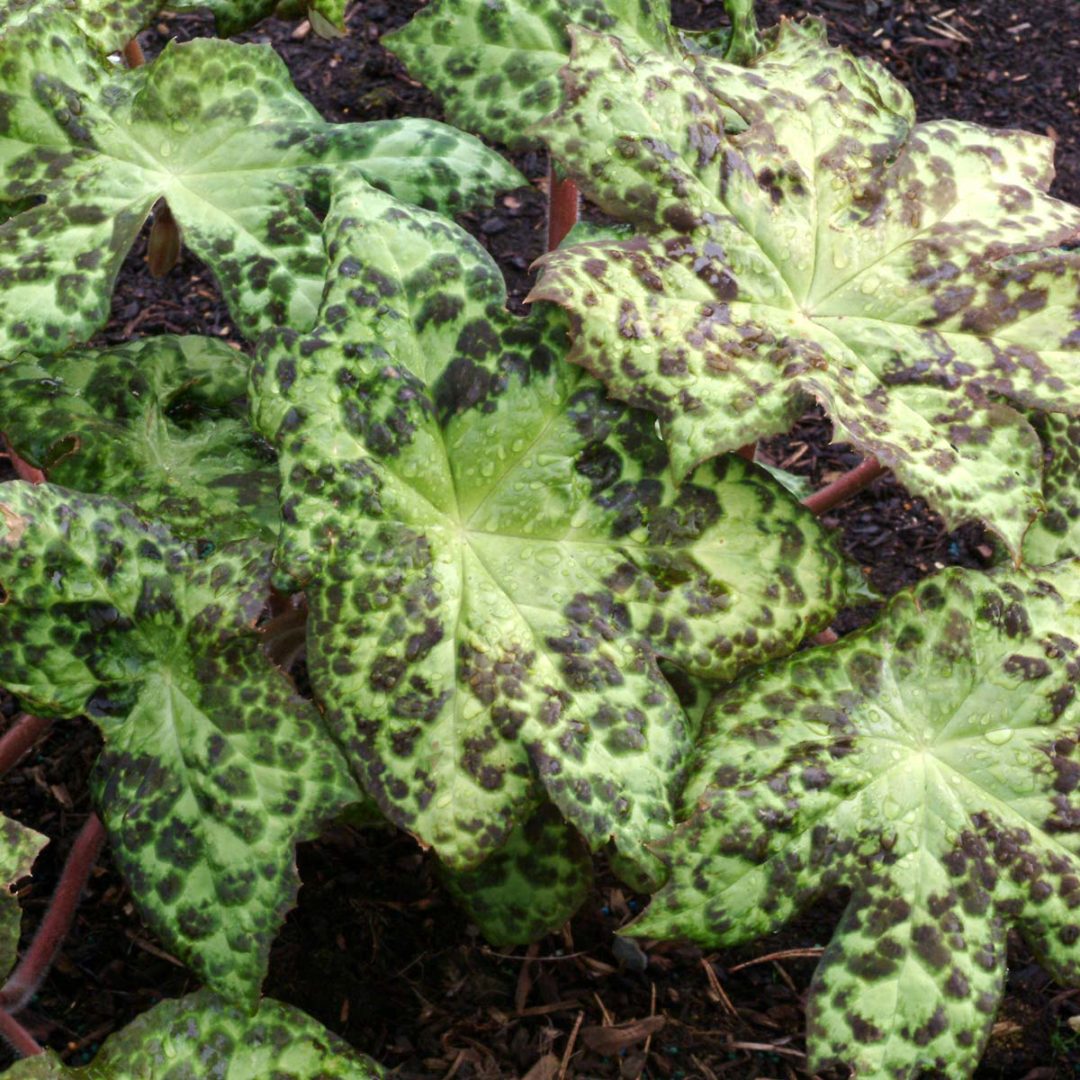 Podophyllum ‘Spotty Dotty’ | TERRA NOVA® Nurseries, Inc.