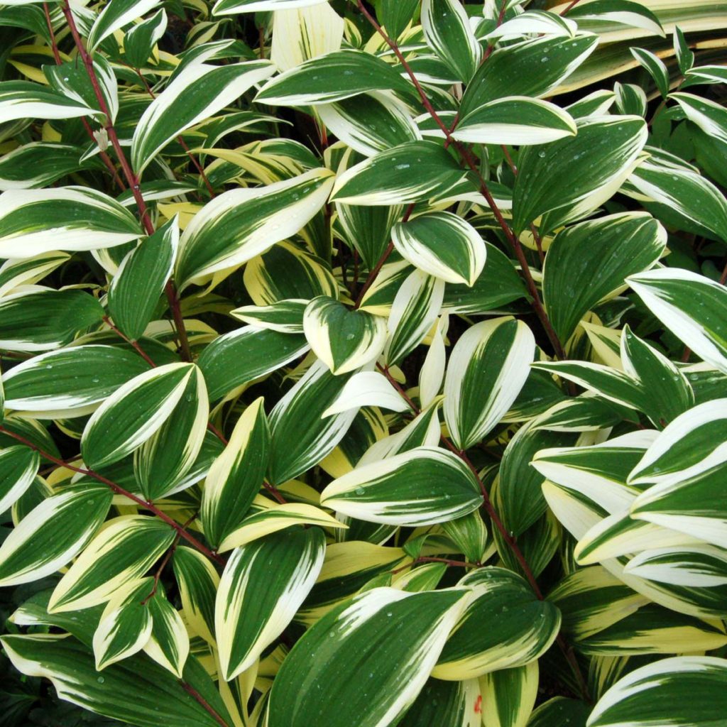 Polygonatum ‘Double Stuff’ | TERRA NOVA® Nurseries, Inc.