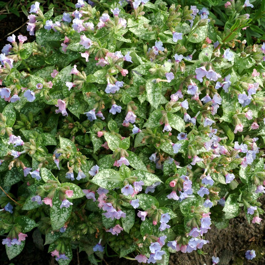 Pulmonaria ‘Baby Blue’ | TERRA NOVA® Nurseries, Inc.