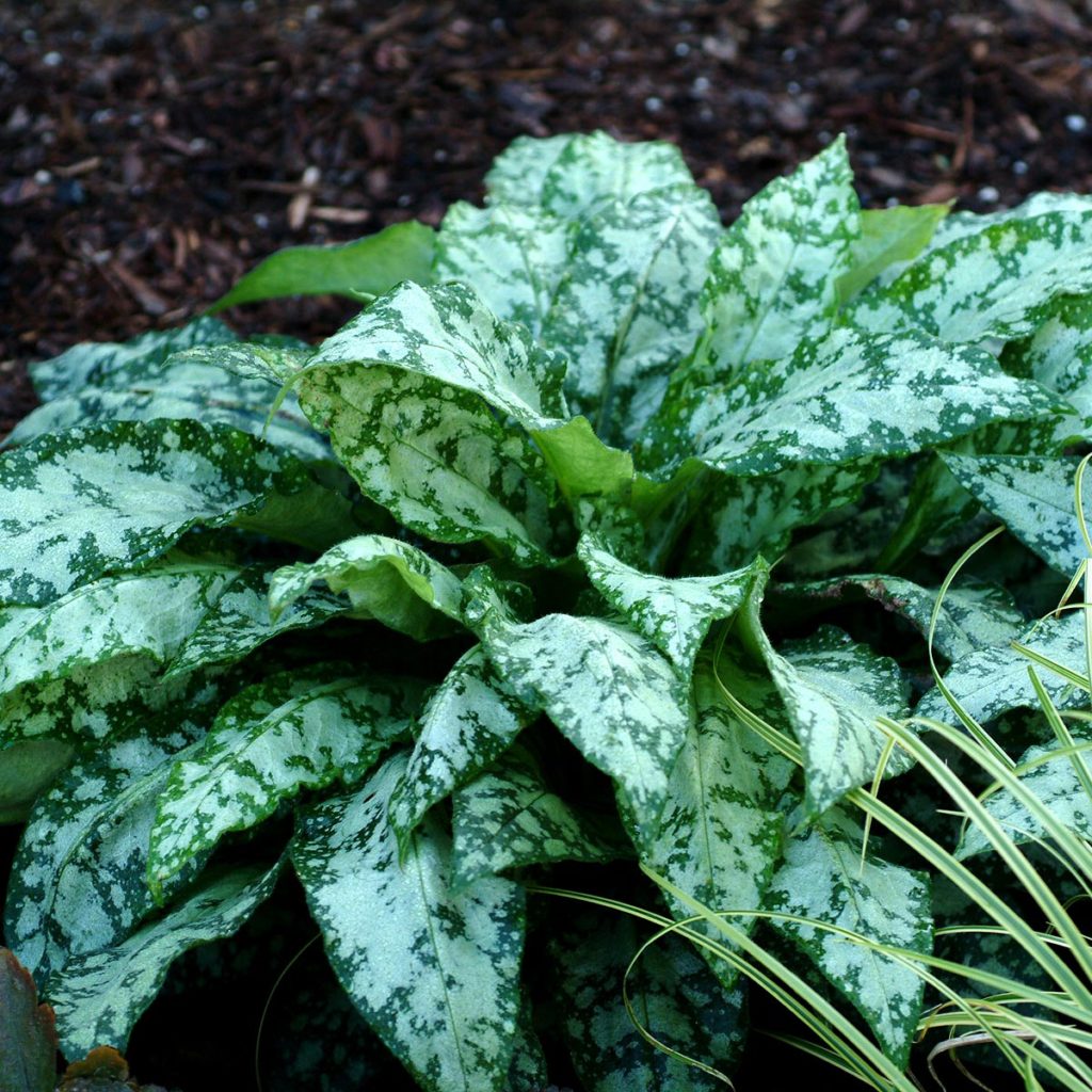 Pulmonaria ‘Baby Blue’ | TERRA NOVA® Nurseries, Inc.