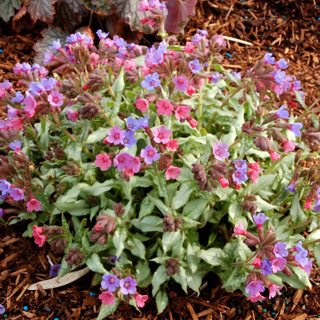 Pulmonaria ‘Berries and Cream’ | TERRA NOVA® Nurseries, Inc.