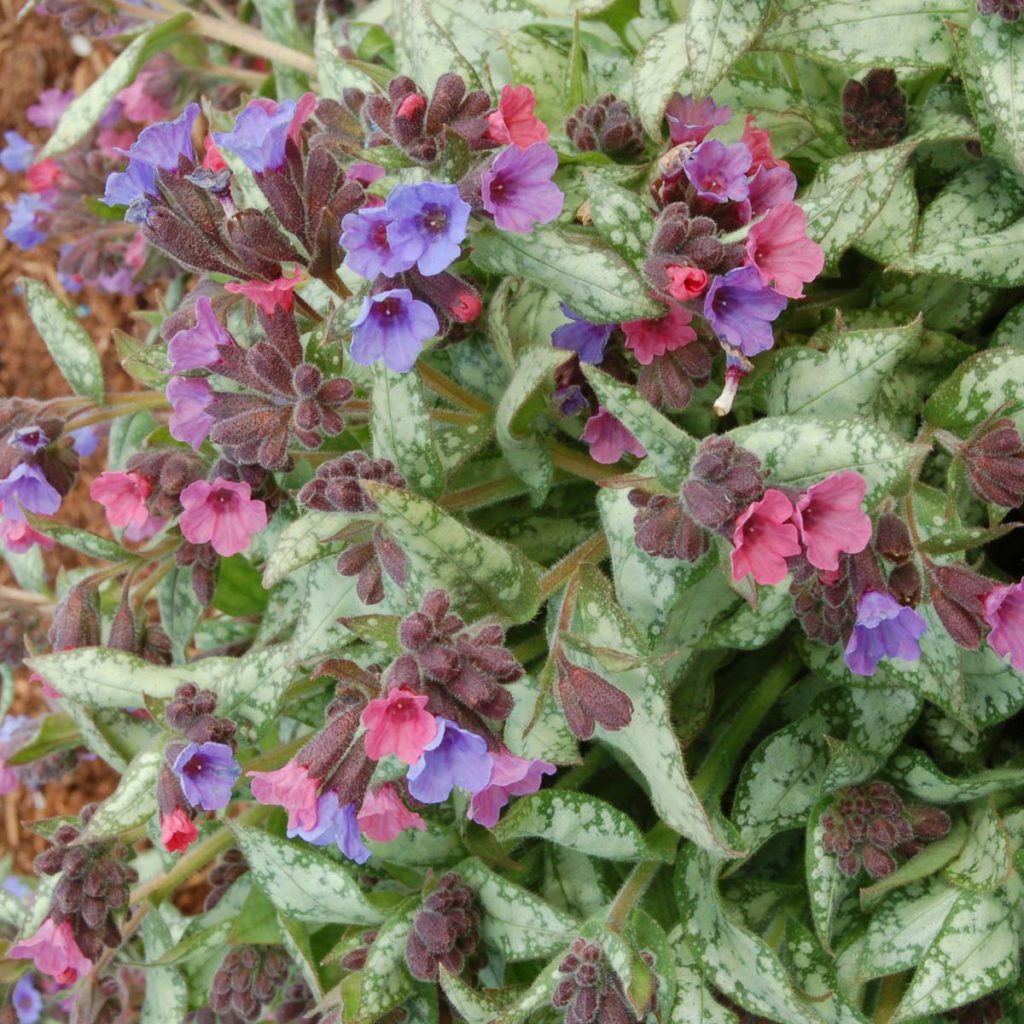 Pulmonaria ‘High Contrast’ | TERRA NOVA® Nurseries, Inc.