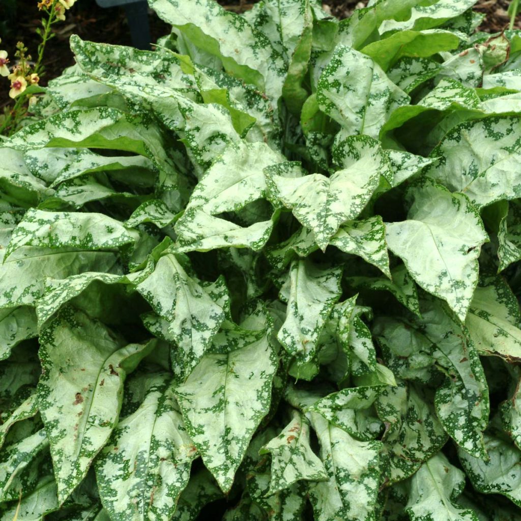Pulmonaria ‘High Contrast’ | TERRA NOVA® Nurseries, Inc.