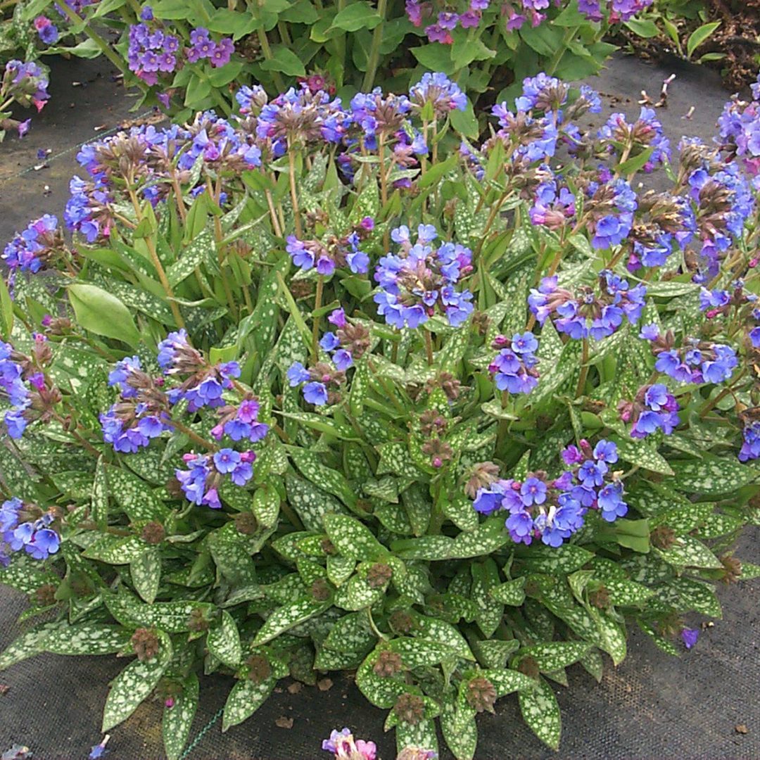 Pulmonaria ‘Little Star’ | TERRA NOVA® Nurseries, Inc.