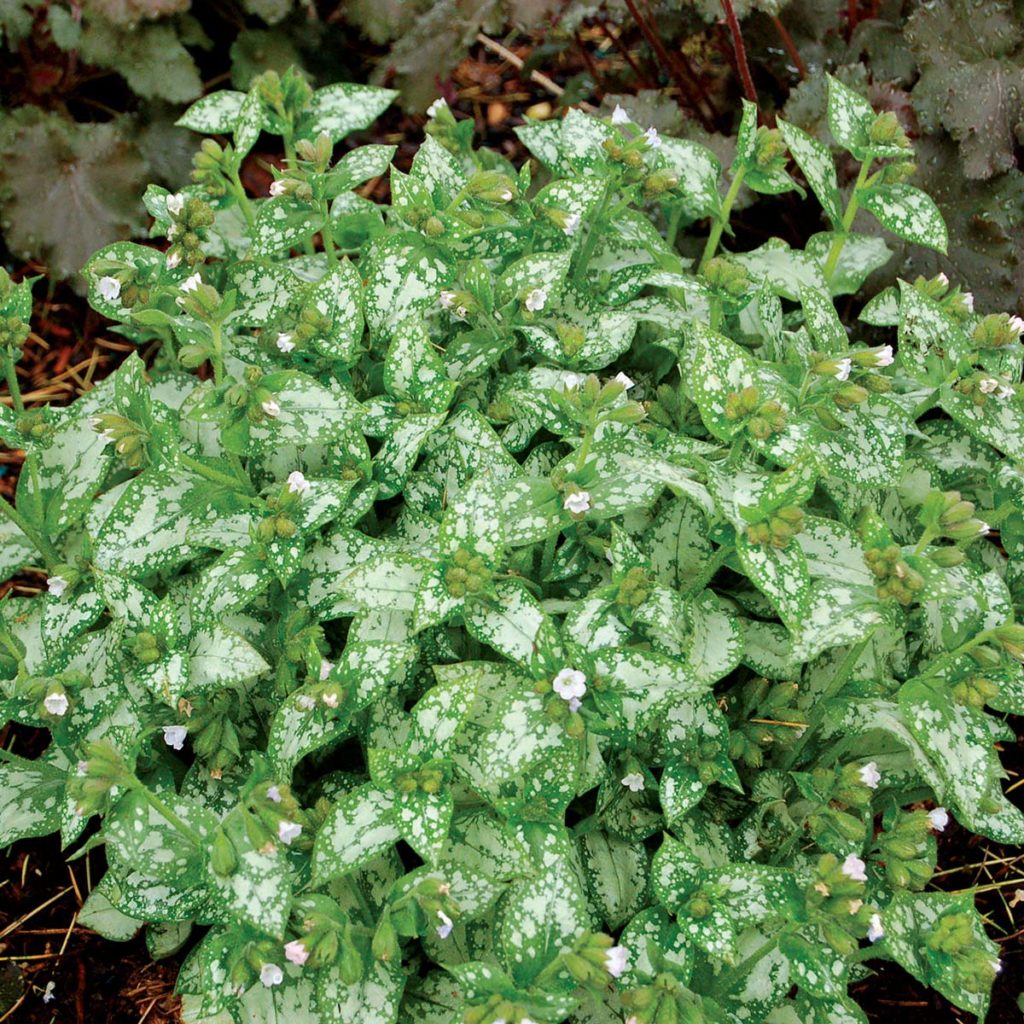 Pulmonaria ‘Moonshine’ | TERRA NOVA® Nurseries, Inc.