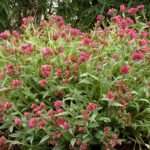 Products | TERRA NOVA® Nurseries, Inc.