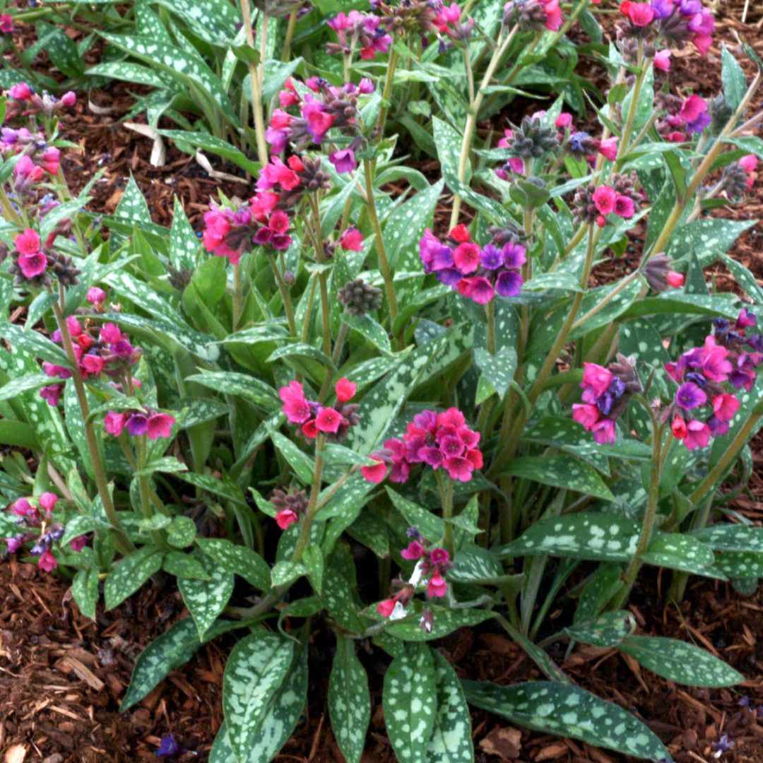 Pulmonaria ‘Raspberry Splash’ | TERRA NOVA® Nurseries, Inc.
