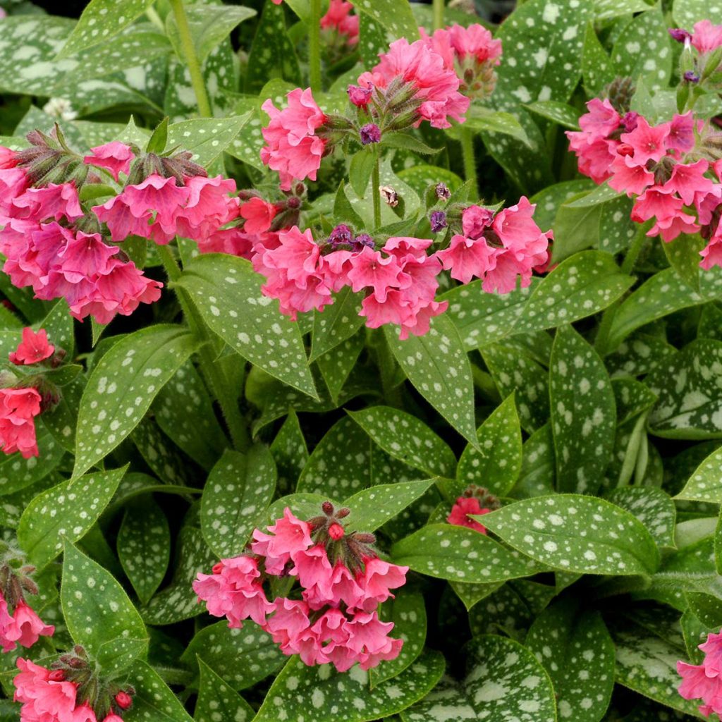 Pulmonaria ‘Shrimps on the Barbie’ | TERRA NOVA® Nurseries, Inc.