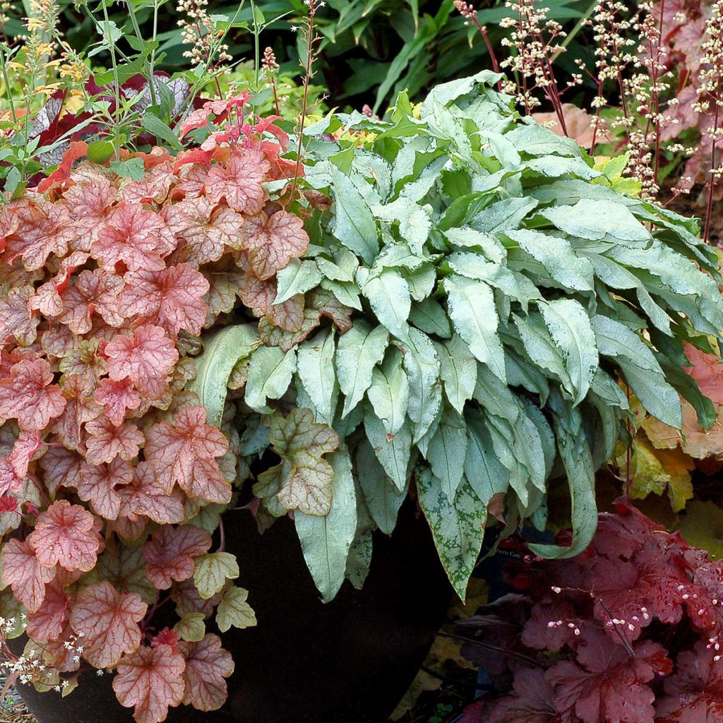 Pulmonaria ‘Silver Bouquet’ | TERRA NOVA® Nurseries, Inc.