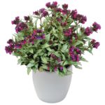 Pulmonaria ‘Silver Bouquet’ | TERRA NOVA® Nurseries, Inc.