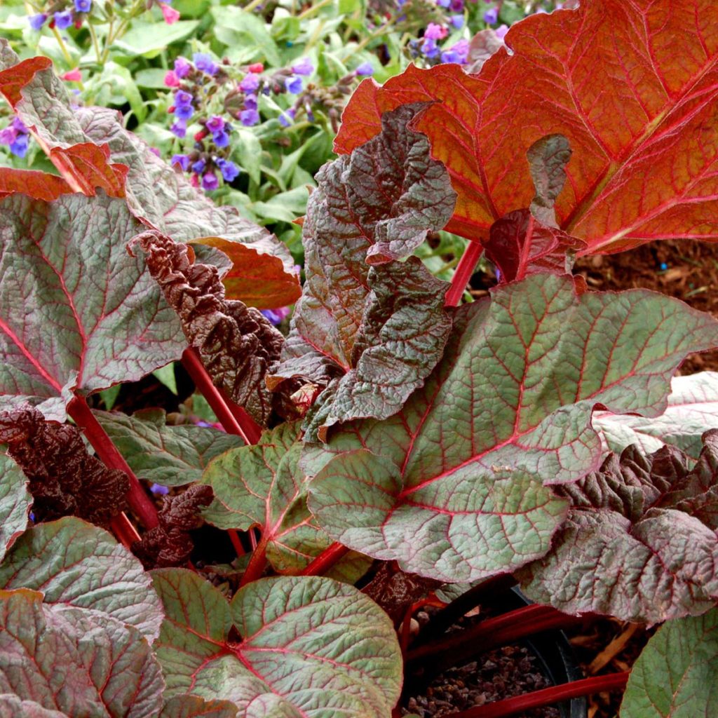 Rheum ‘Ace of Hearts’ | TERRA NOVA® Nurseries, Inc.