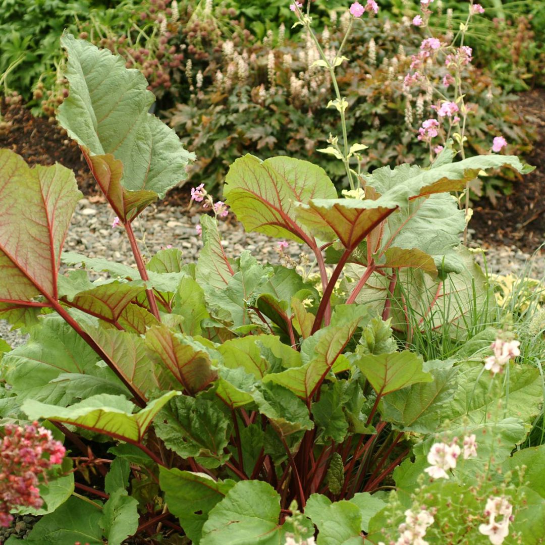 Rheum ‘Ace of Hearts’ | TERRA NOVA® Nurseries, Inc.